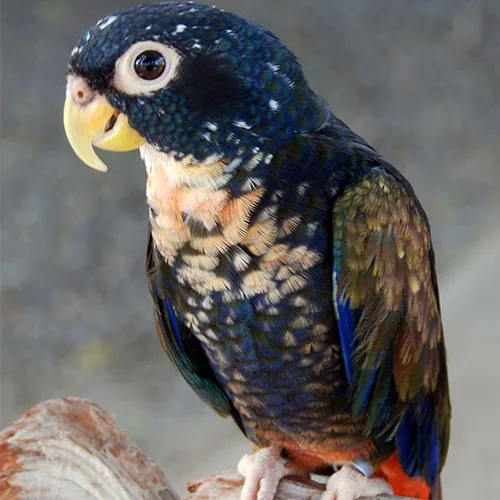 Pionus Parrots for Sale & Adoption in USA | Buy or Adopt a Pionus ...