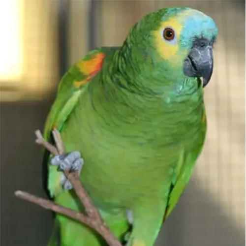 Amazon Parrot for Sale | Buy Hand-Raised Amazon Parrots