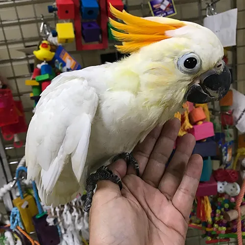 Cockatoo Parrots for Sale & Adoption in USA | Buy or Adopt a Cockatoo ...